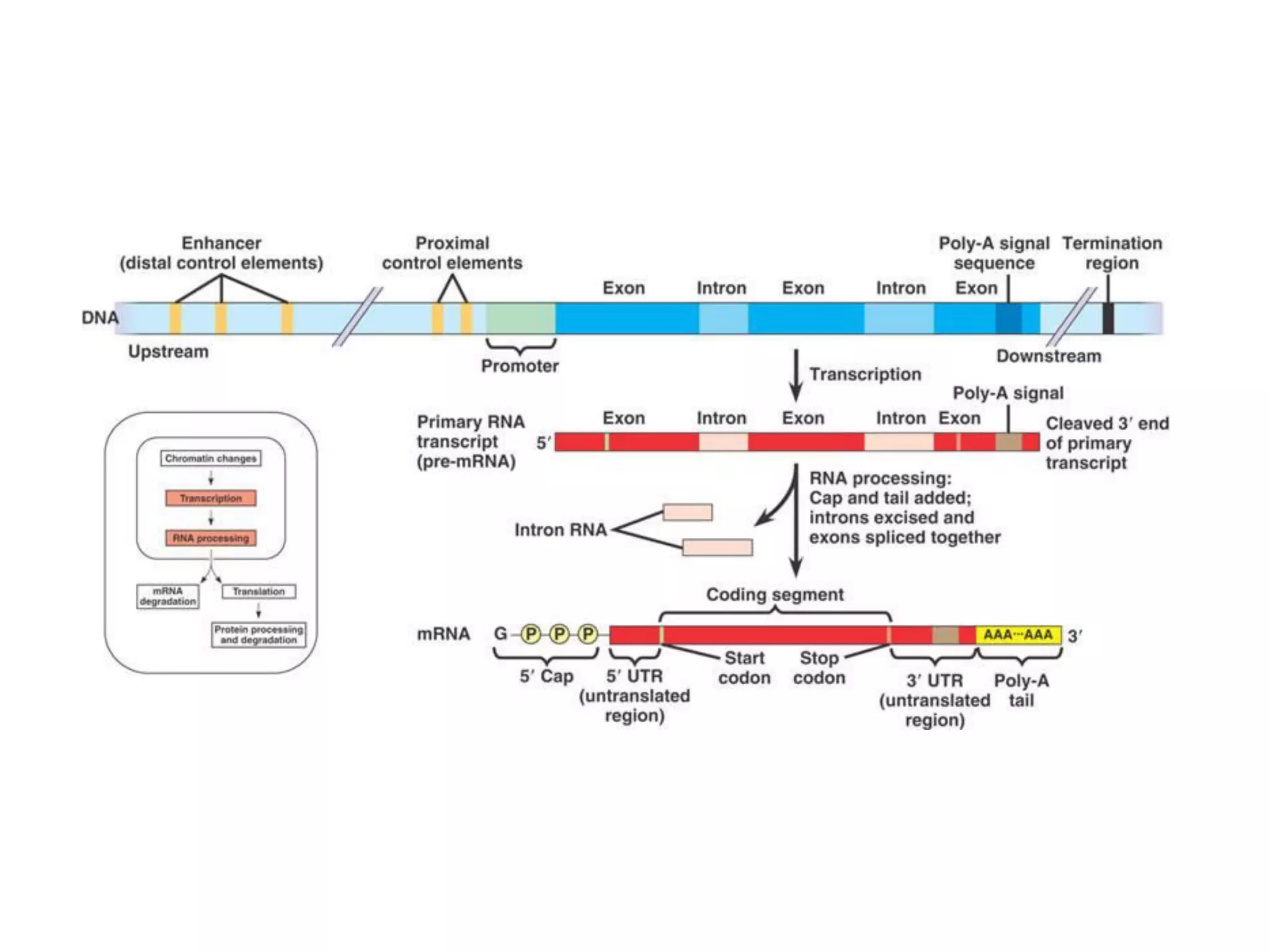 Modern concept of gene.pdf