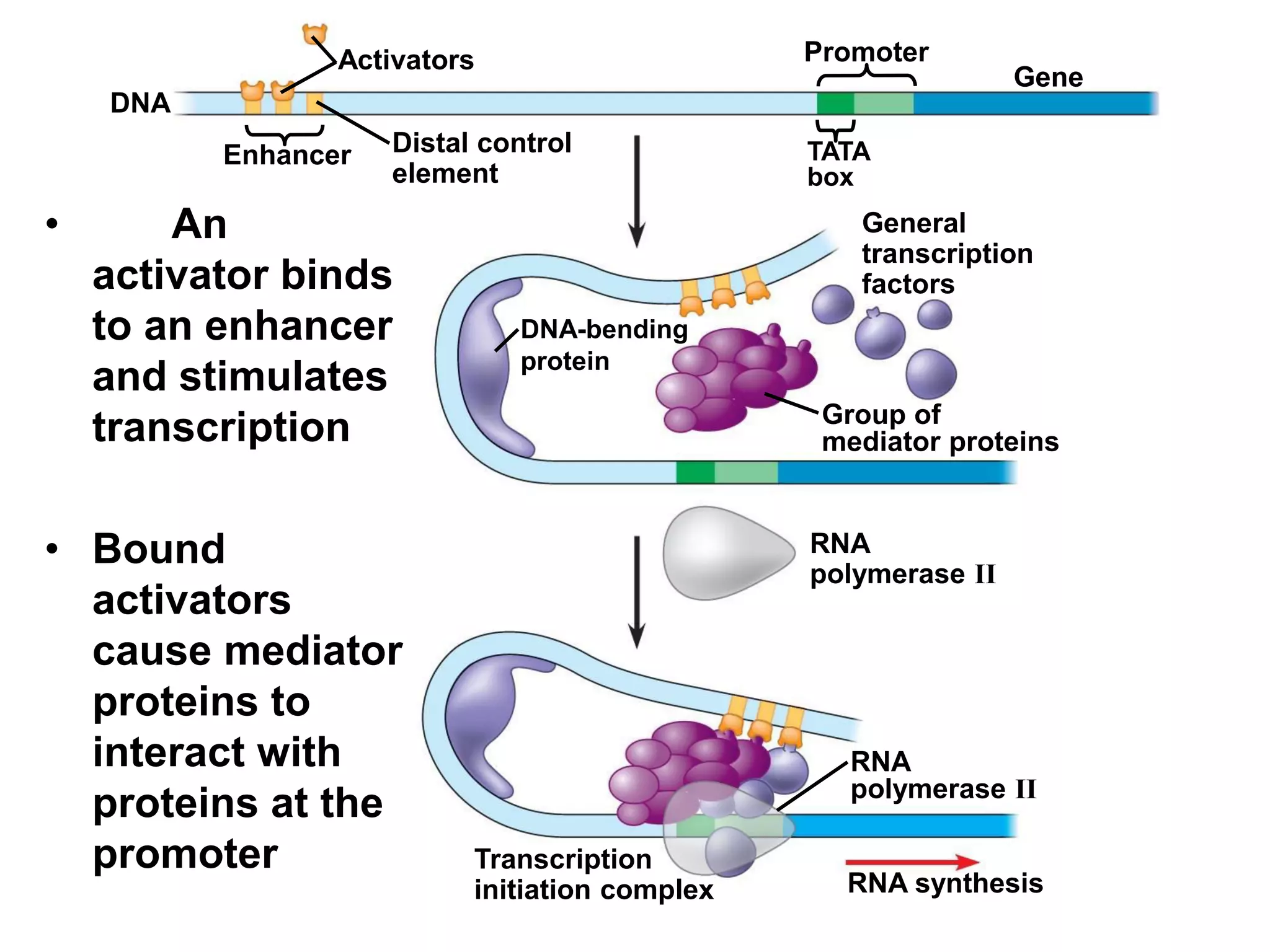 Modern concept of gene.pdf