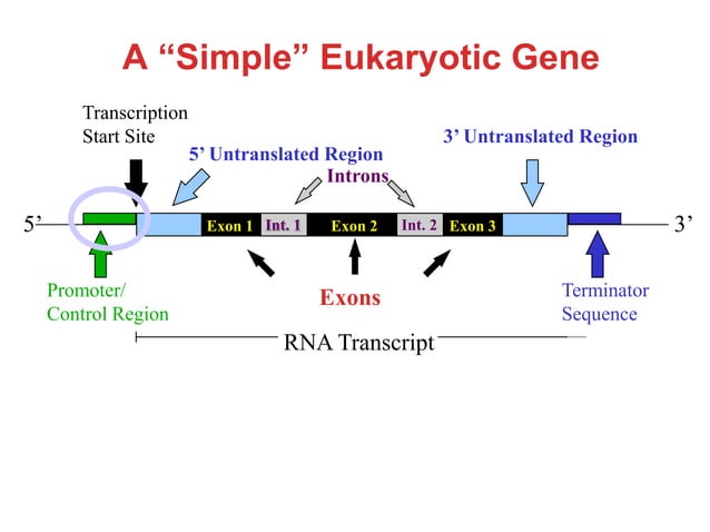 Modern concept of gene.pdf | Chemistry | Science