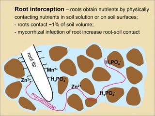 Modern concepts of soil fertility | PPT