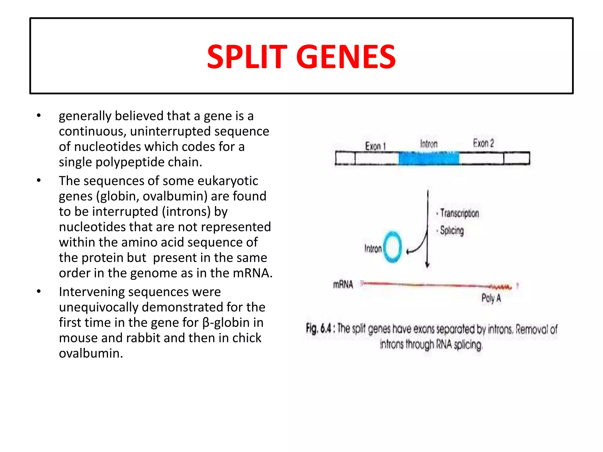 Modern gene concept | PPTX