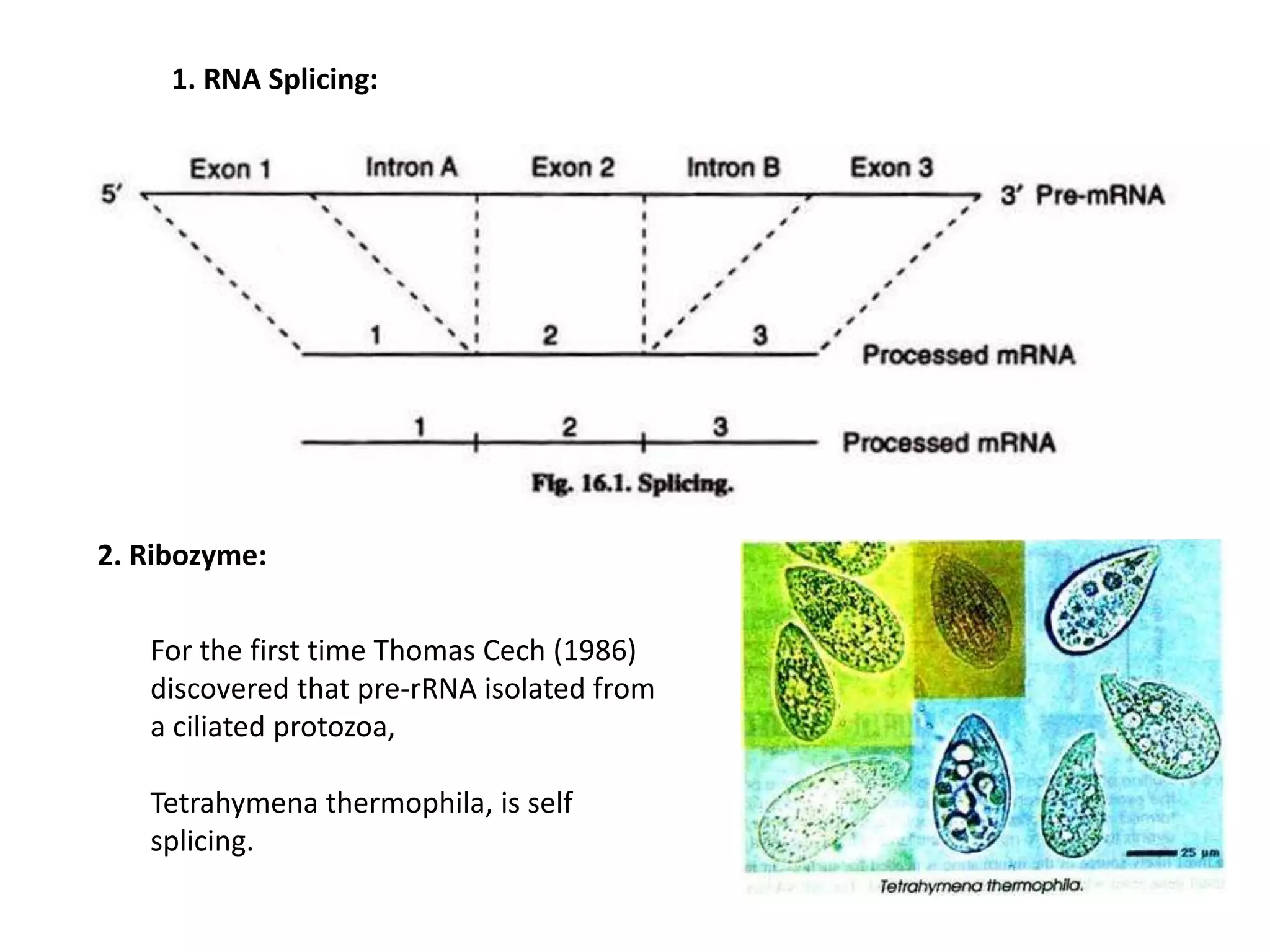 Modern gene concept | PPTX