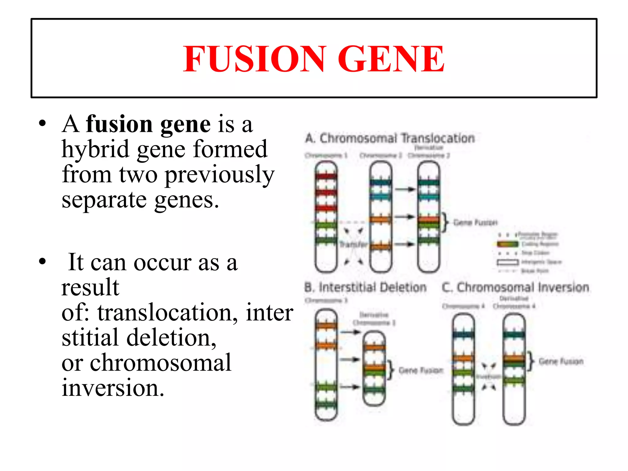 Modern gene concept | PPTX