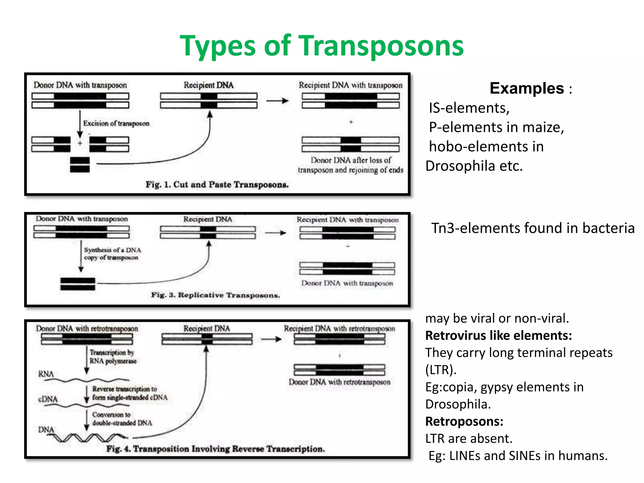Modern gene concept | PPTX