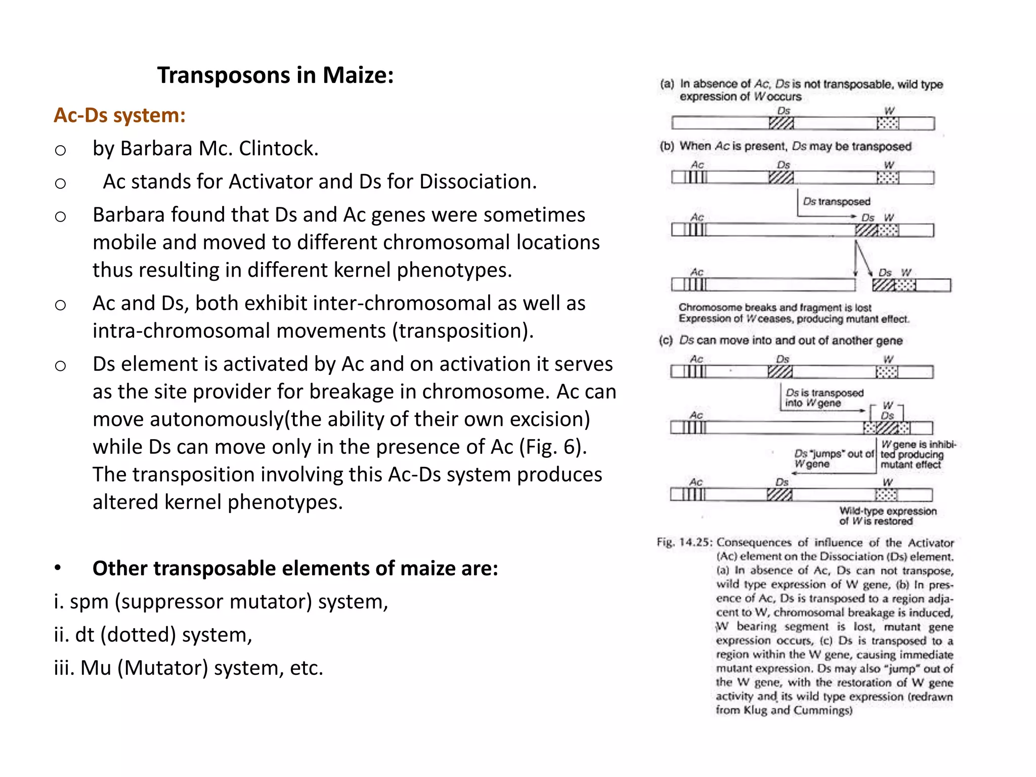 Modern gene concept | PPTX