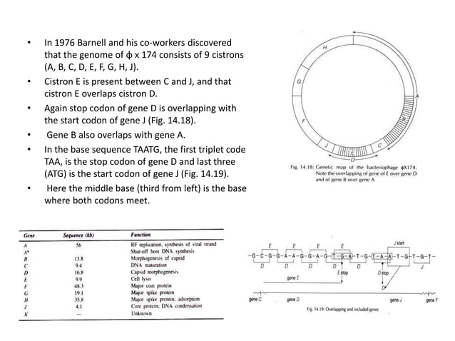 Modern gene concept | PPTX | Chemistry | Science