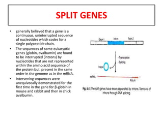 Modern gene concept | PPTX | Chemistry | Science