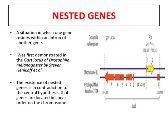 Modern gene concept | PPTX | Chemistry | Science