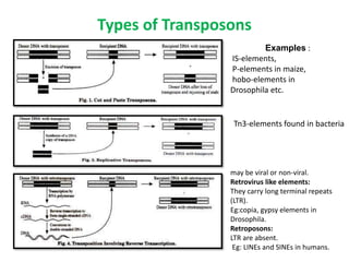 Modern gene concept | PPTX