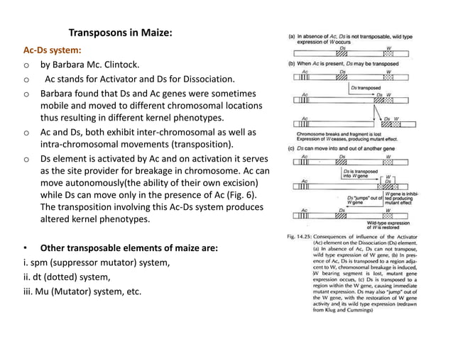 Modern gene concept | PPTX | Chemistry | Science