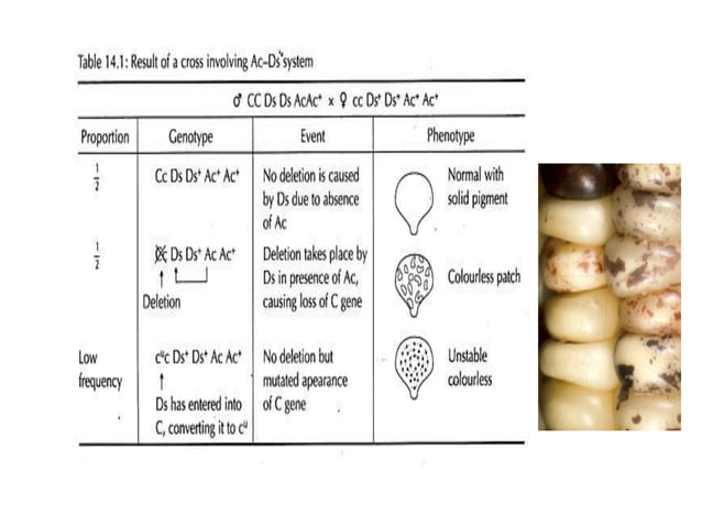 Modern gene concept | PPTX | Chemistry | Science