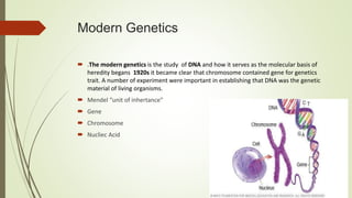 Modern genetics | PPTX | Biological Sciences | Science