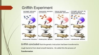 Modern genetics | PPTX