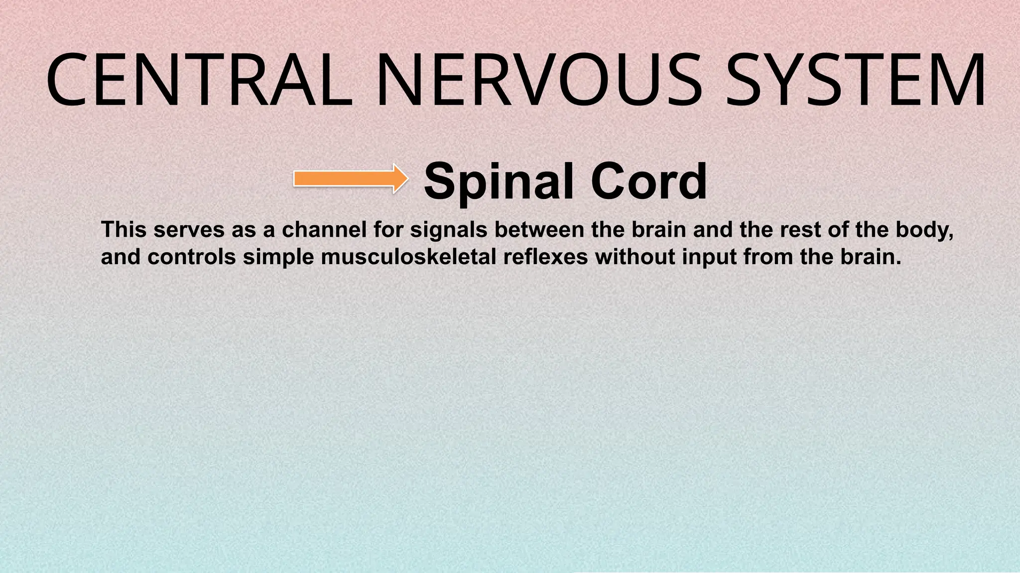 Modern Notes Physiology of Nervous System Slides.pptx