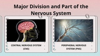 Modern Notes Physiology of Nervous System Slides.pptx