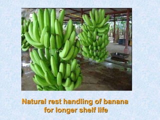Modern packaging techniques with special reference to banana | PPT