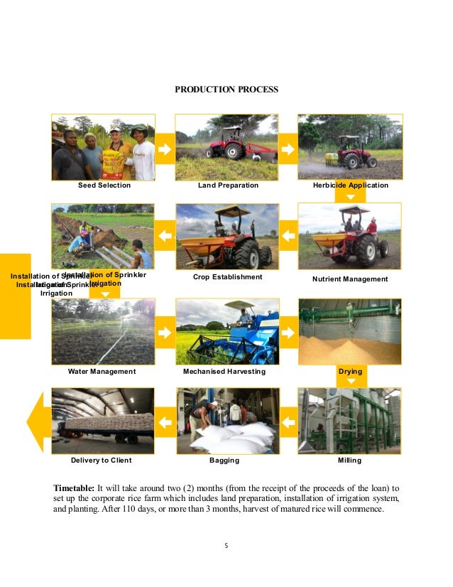 rice farming process