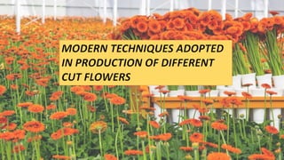 Modern techniques adopted in the production of different cut flowers | PPTX
