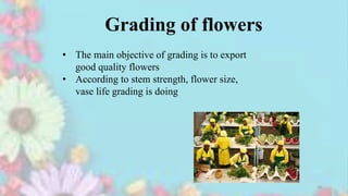 Modern techniques adopted in the production of different cut flowers | PPTX