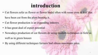Modern techniques adopted in the production of different cut flowers | PPTX