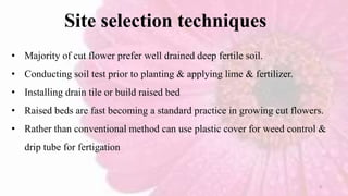 Modern techniques adopted in the production of different cut flowers | PPTX