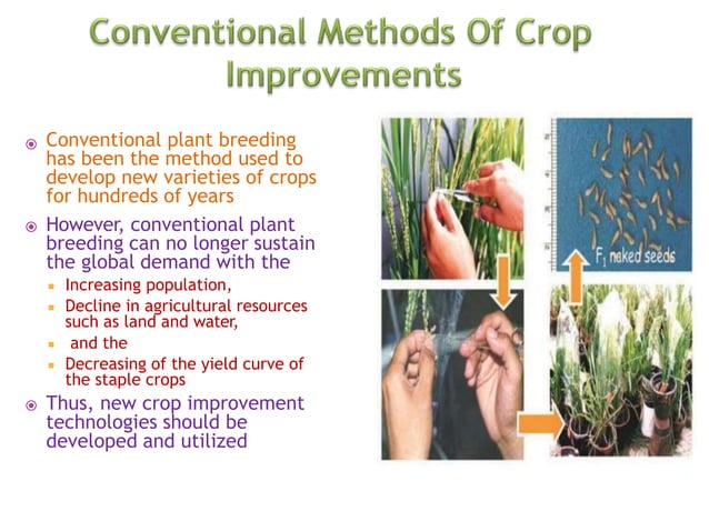 Modern techniques of crop improvement.pptx final | PPTX