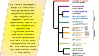 Modern Trends In Fungal Classification, Phylogeny.pptx