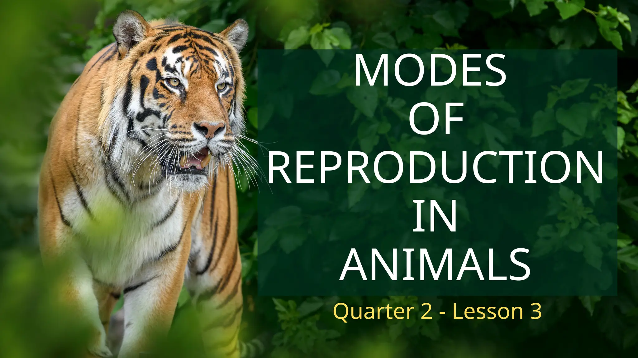 Types and modes of Reproduction in animals.pptx