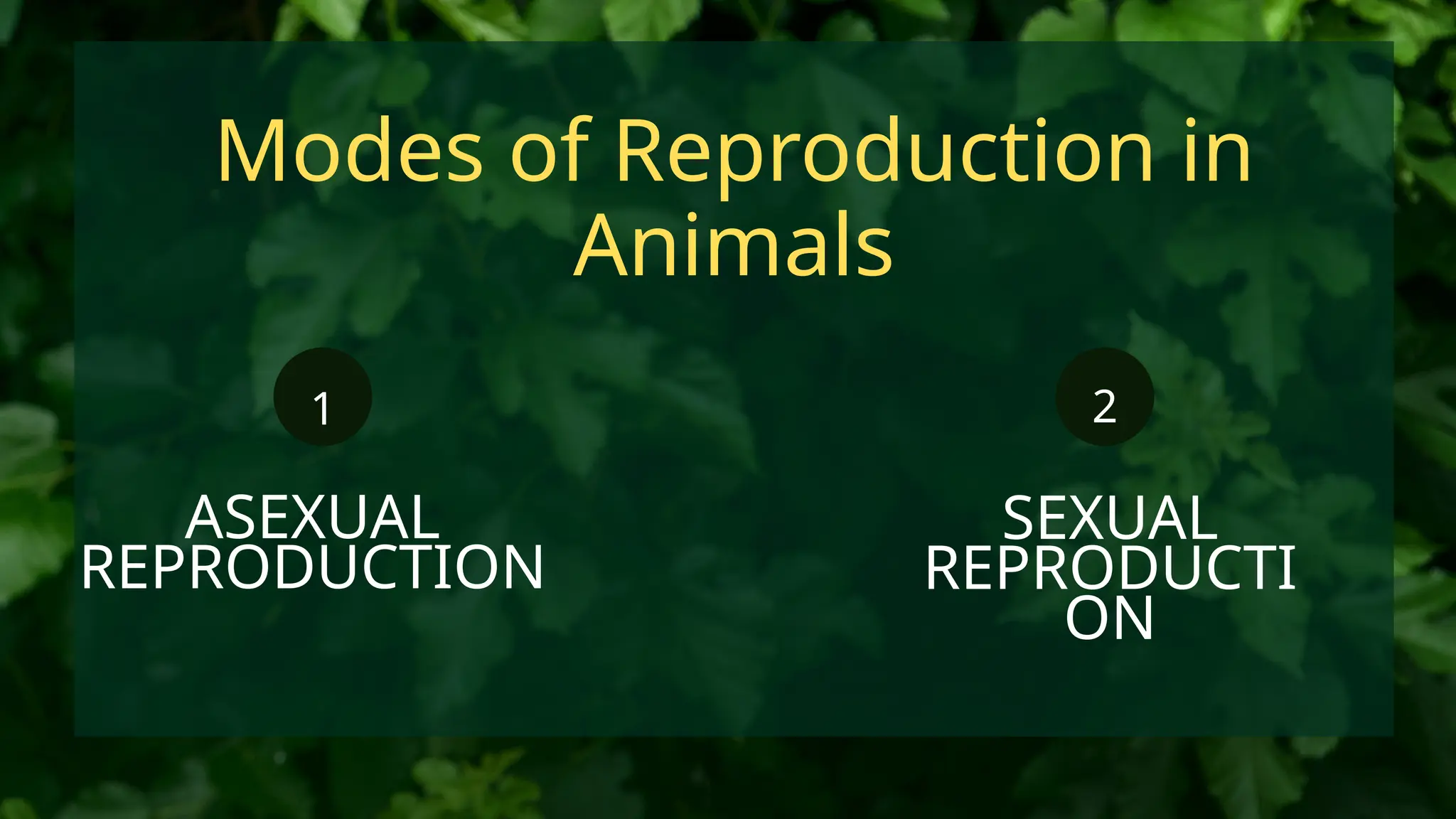 Types and modes of Reproduction in animals.pptx