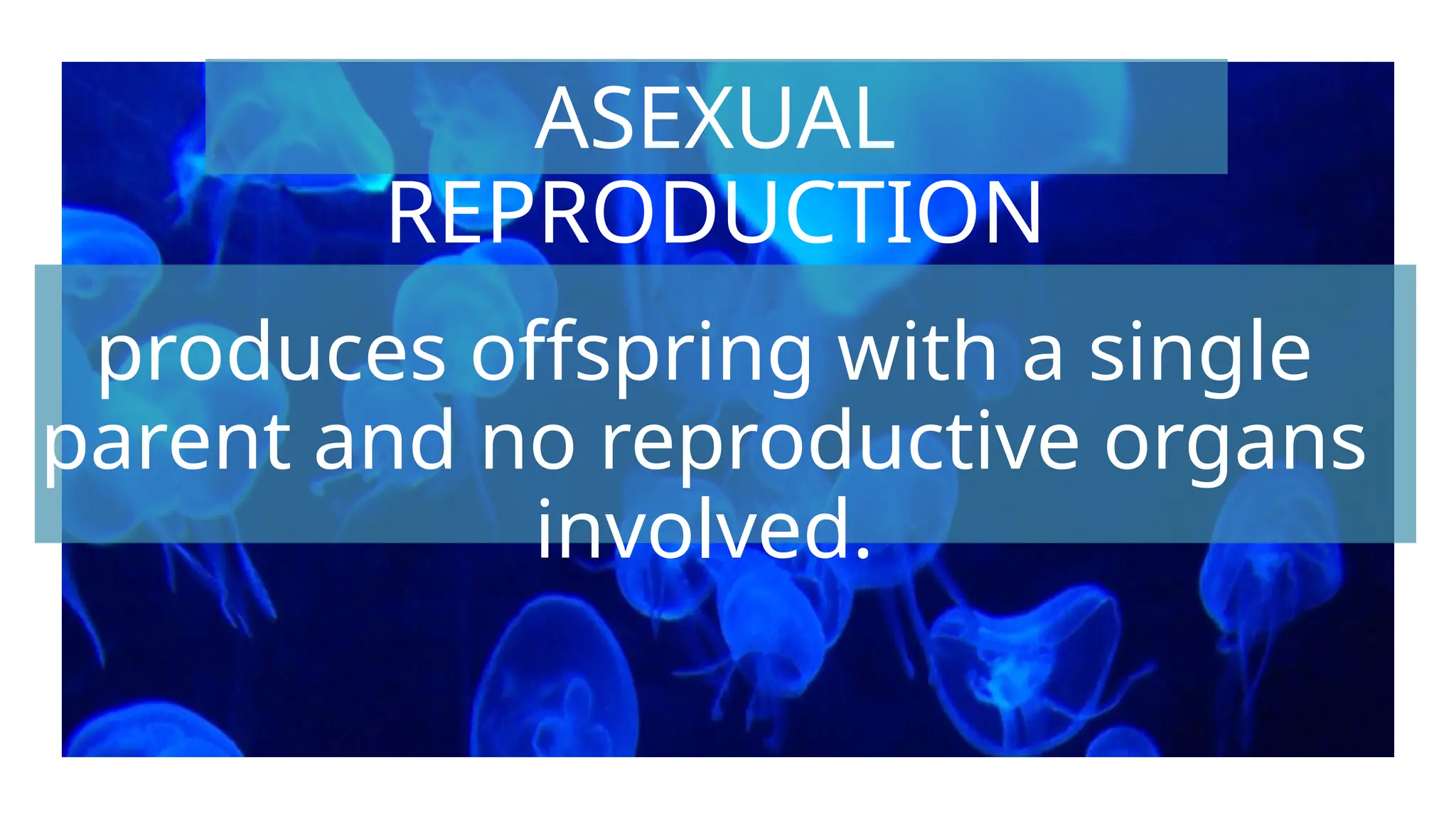 Types and modes of Reproduction in animals.pptx