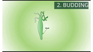 Types and modes of Reproduction in animals.pptx