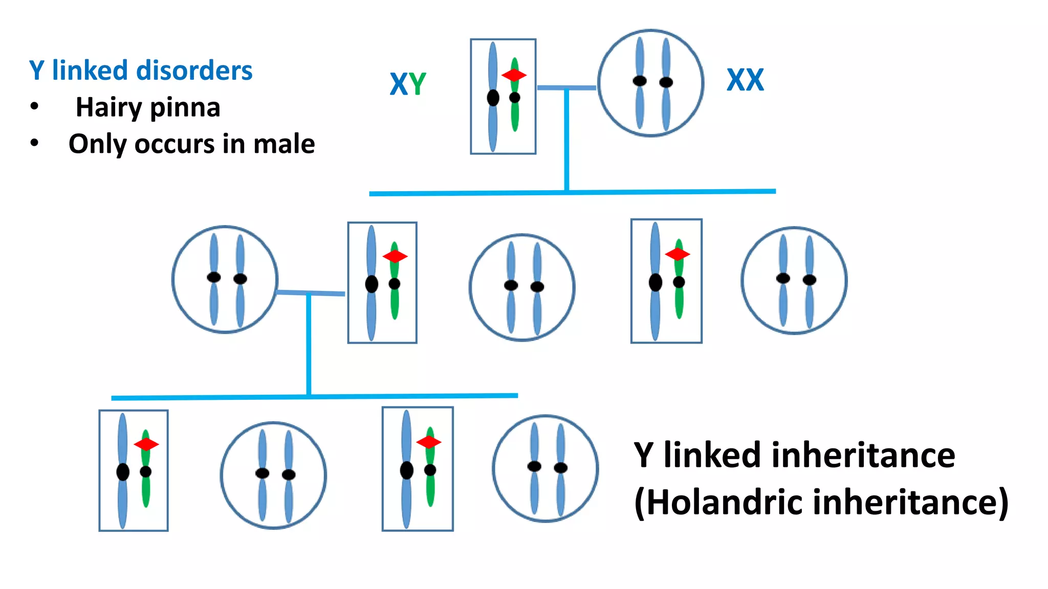 Modes of autosomal and sex linked inheritance | PDF