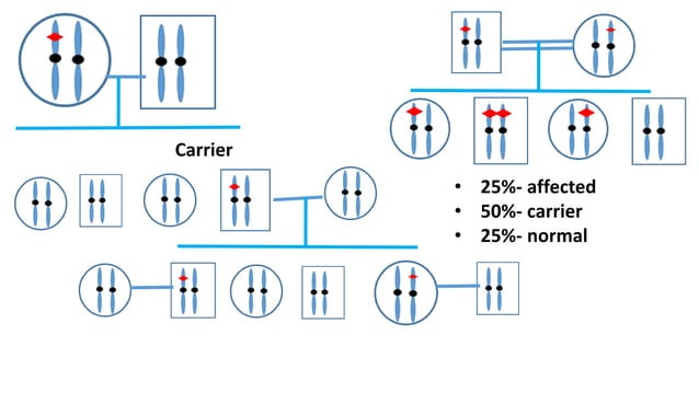 Modes Of Autosomal And Sex Linked Inheritance Pdf Infertility