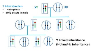 Modes of autosomal and sex linked inheritance | PDF