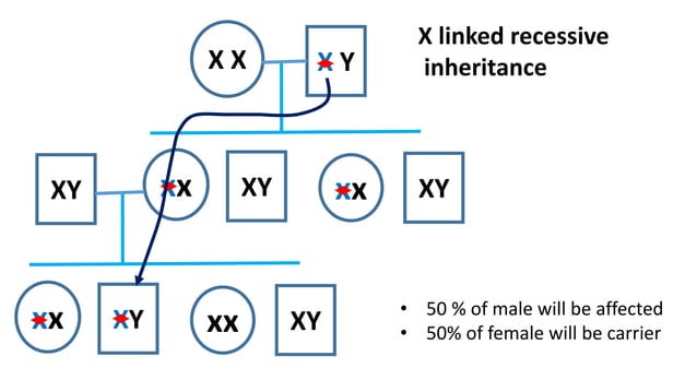 Modes of autosomal and sex linked inheritance | PDF | Infertility ...