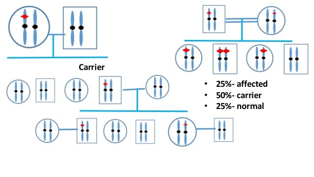 Modes Of Autosomal And Sex Linked Inheritance