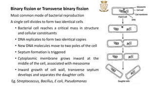 Modes of bacterial reproduction | PPTX
