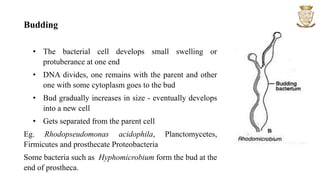 Modes of bacterial reproduction | PPTX