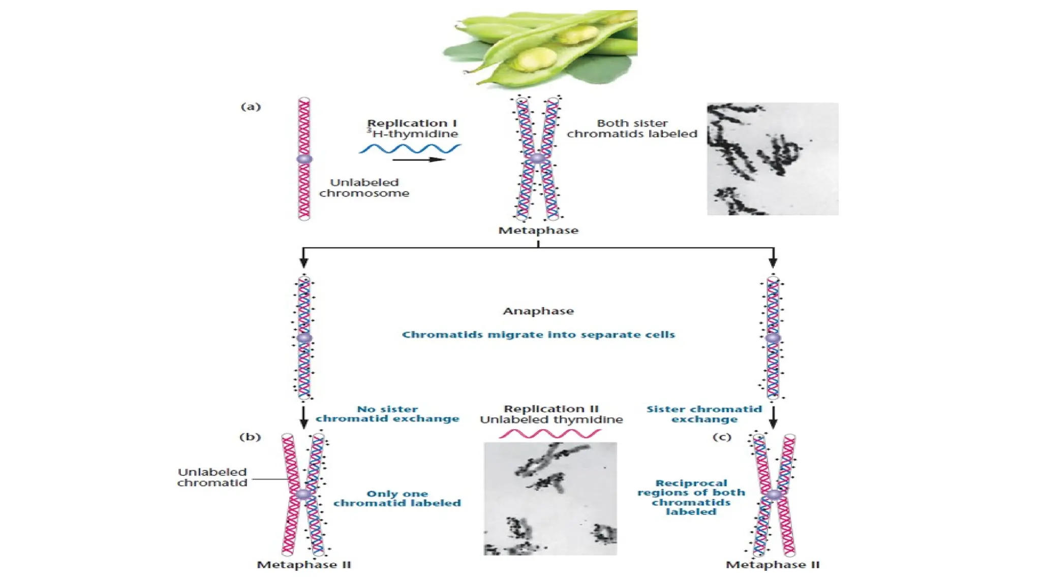MODES OF DNA REPLICATION WITH TYPES AND EXPERIMENTS.pptx