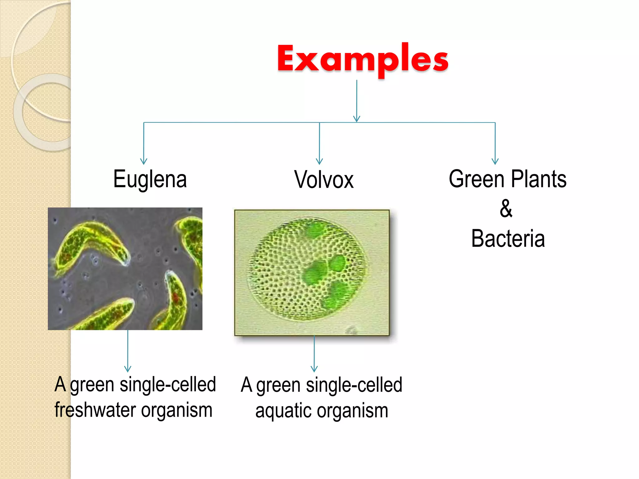 Modes of nutrition | PPTX