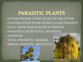 MODES OF NUTRITION IN PLANTS (1).pptx by Deshna jain 7th class student ...