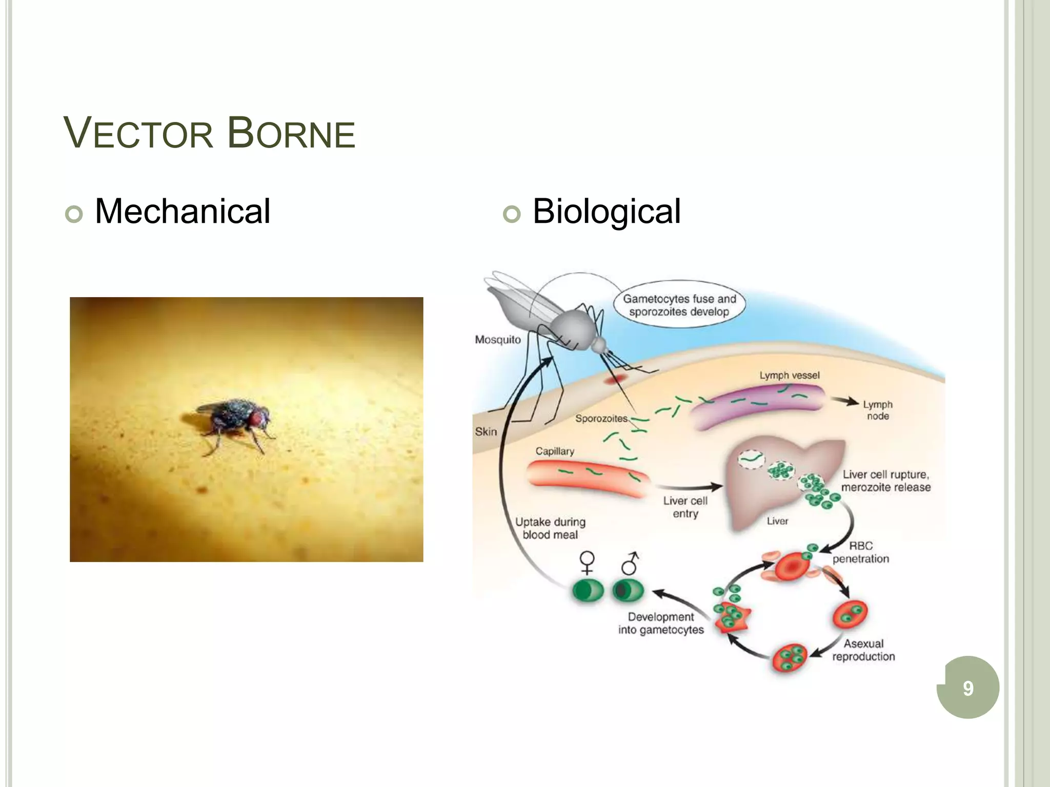 Modes of outbreak transmission | PPTX