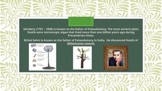 MODES OF PRESERVATION OF PLANT FOSSILS.pptx