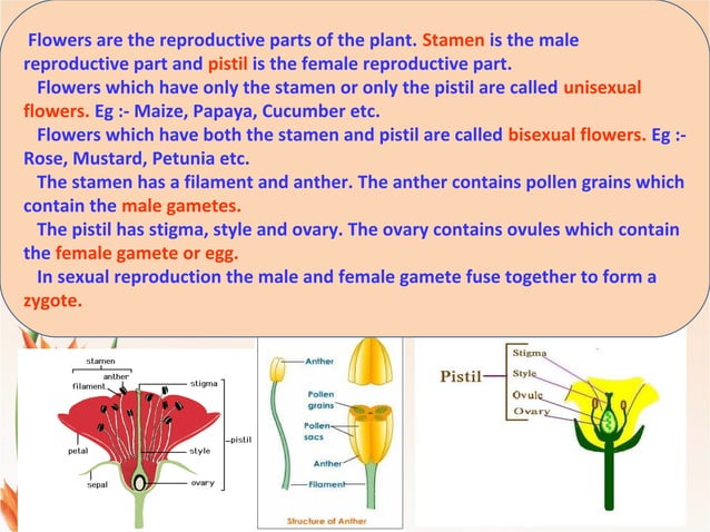 Modes of reproduction | PPT