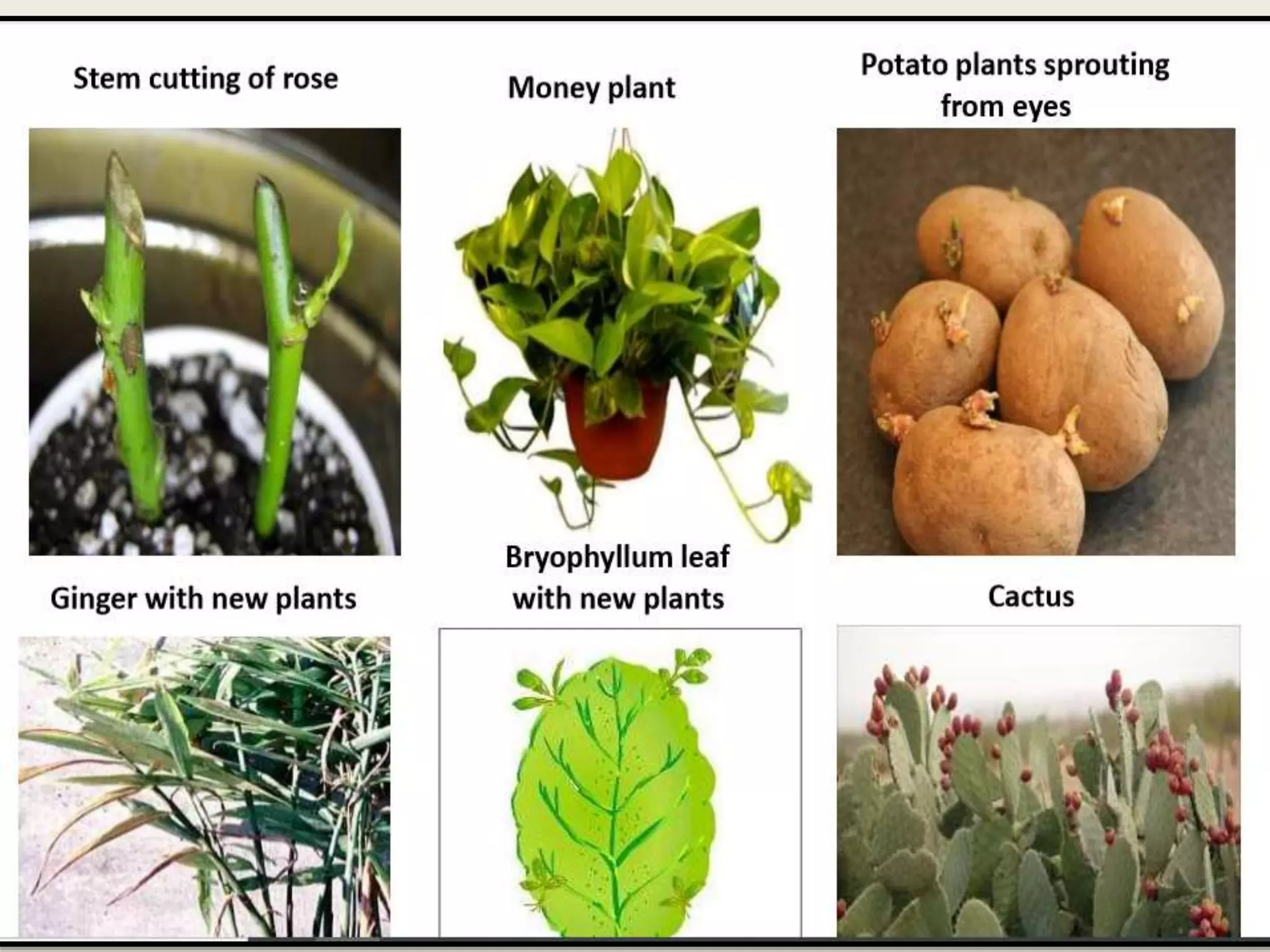 Modes of reproduction and apomixis lecture- Plant breeding and genetics ...