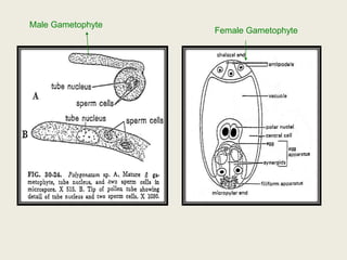 Modes of reproduction and apomixis lecture- Plant breeding and genetics ...
