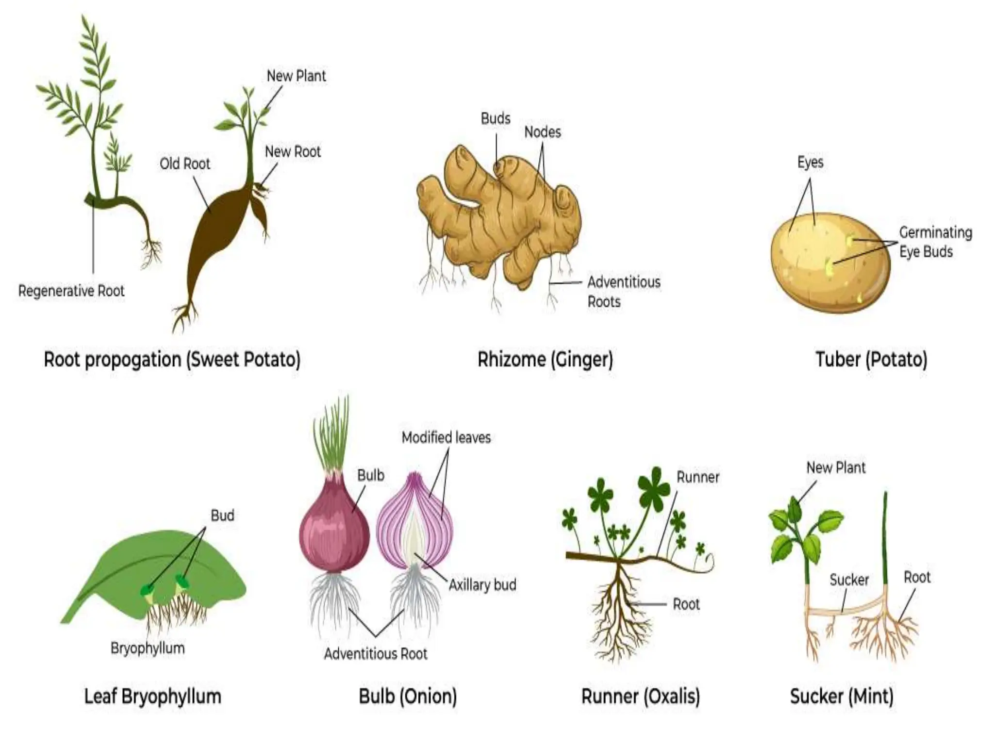 Modes of Reproduction in crop plant.pptx