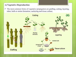 Modes of Reproduction in crop plant.pptx