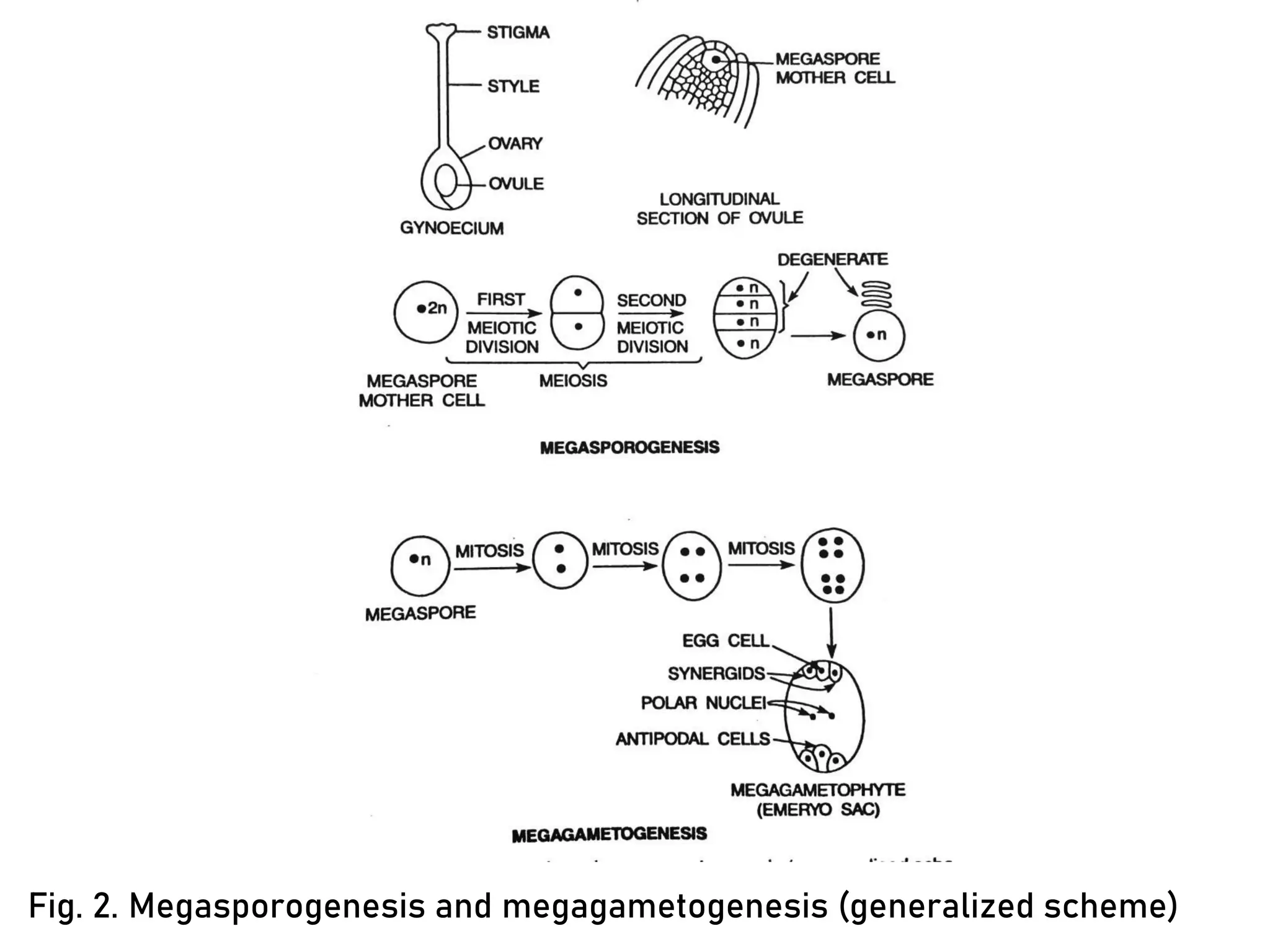 Modes of reproduction in crop plants | PDF