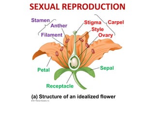 Modes of reproduction in crop plants | PDF